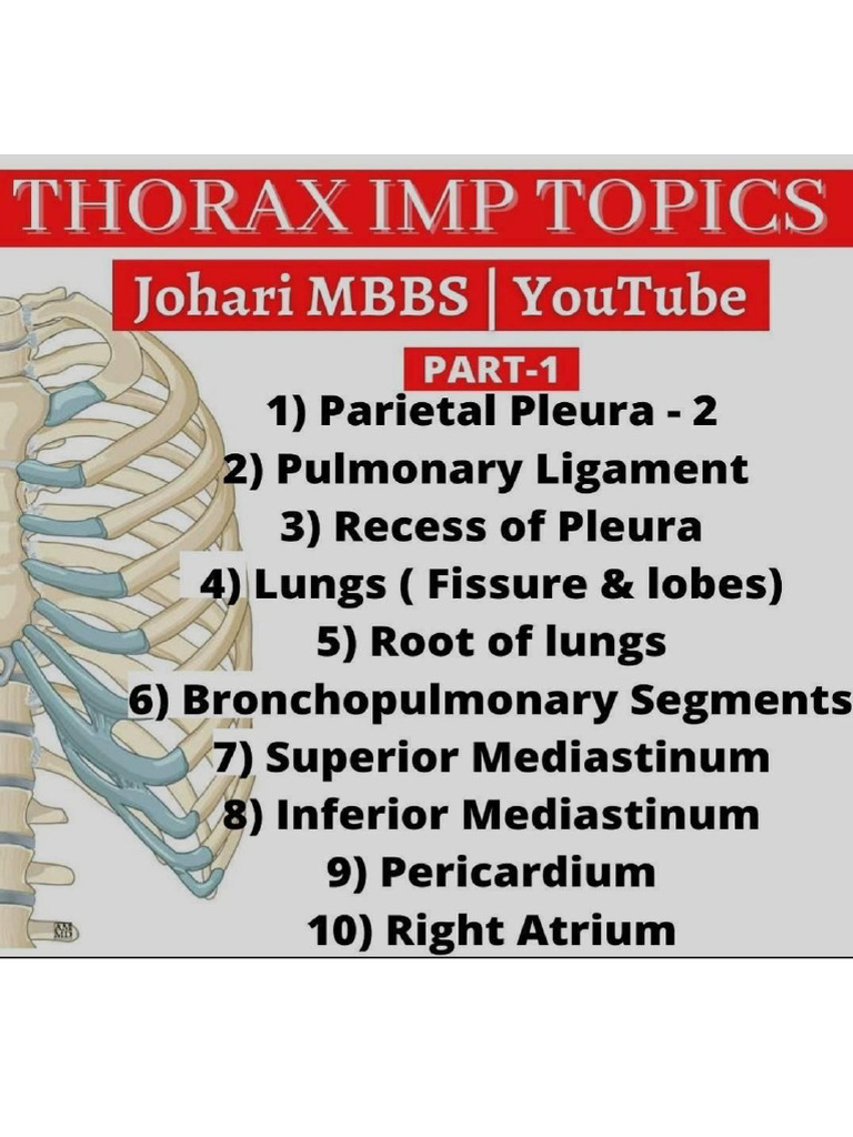 Thorax Anatomy L Johari Mbbs - Removed | PDF