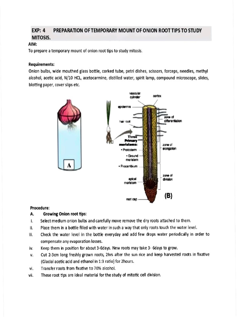 Study Mitosis in Onion Root Tips | PDF | Chromosome | Cell Nucleus