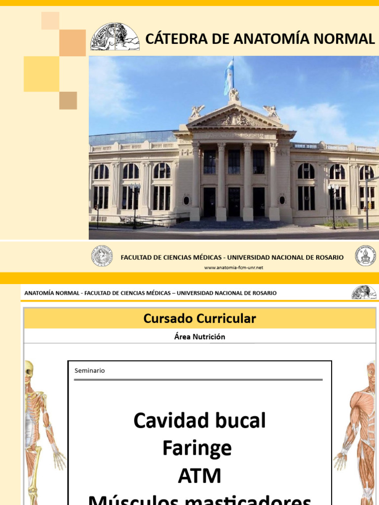 1. Cavidad Bucal. Faringe. ATM. Músculos Masticadores 2018 | PDF ...