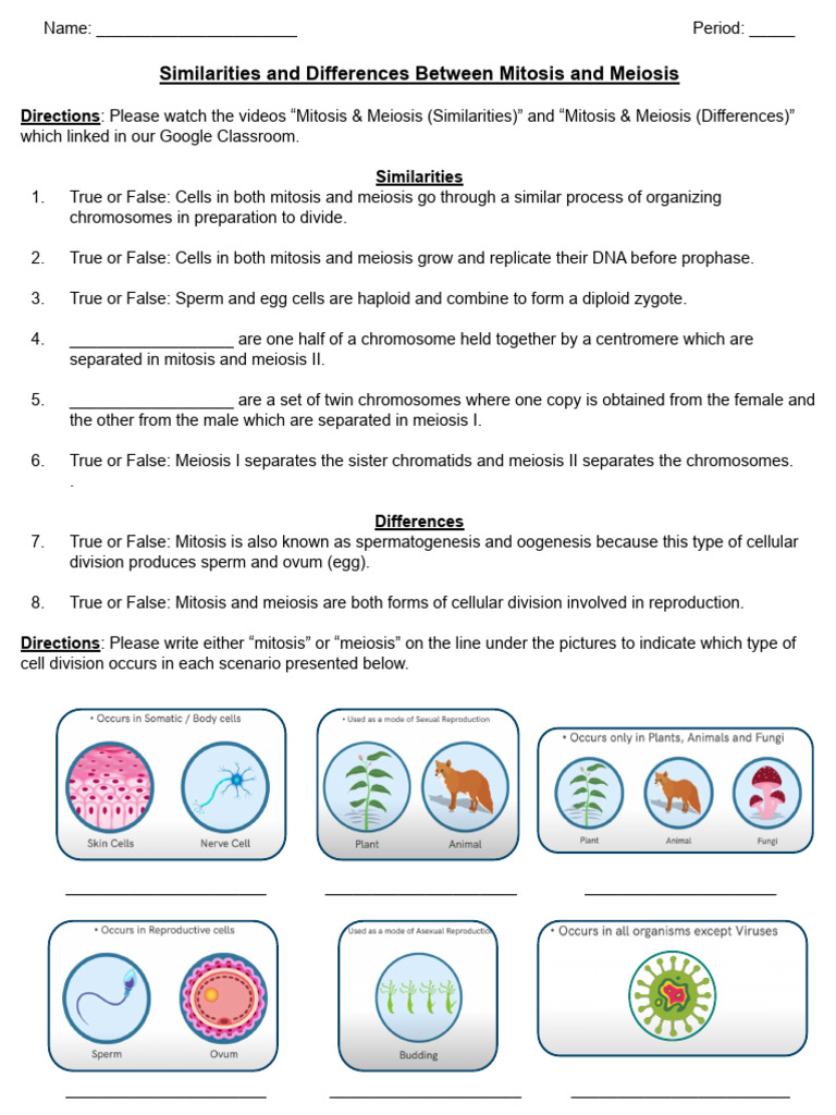 Mitosis vs Meiosis: Key Differences & Similarities | PDF | Meiosis ...