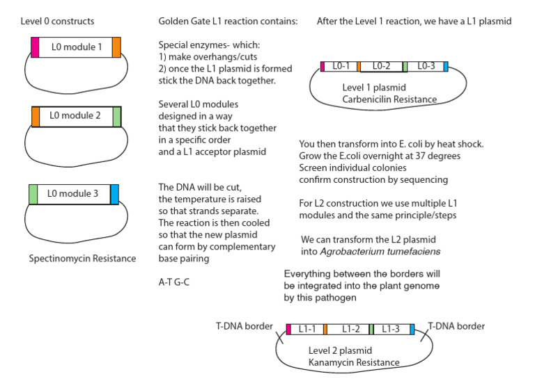 Constructing L1 and L2 Plasmids Explained | PDF