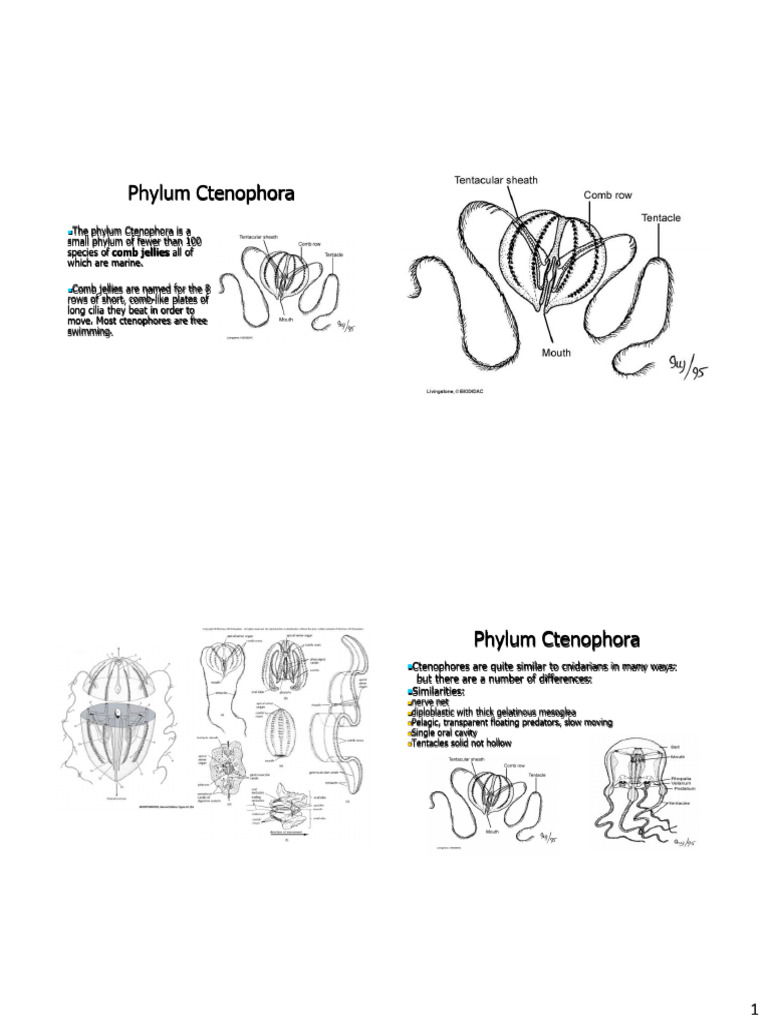 Invertebrate Chap 7 Ctenophora | PDF | Animal Taxa | Organisms