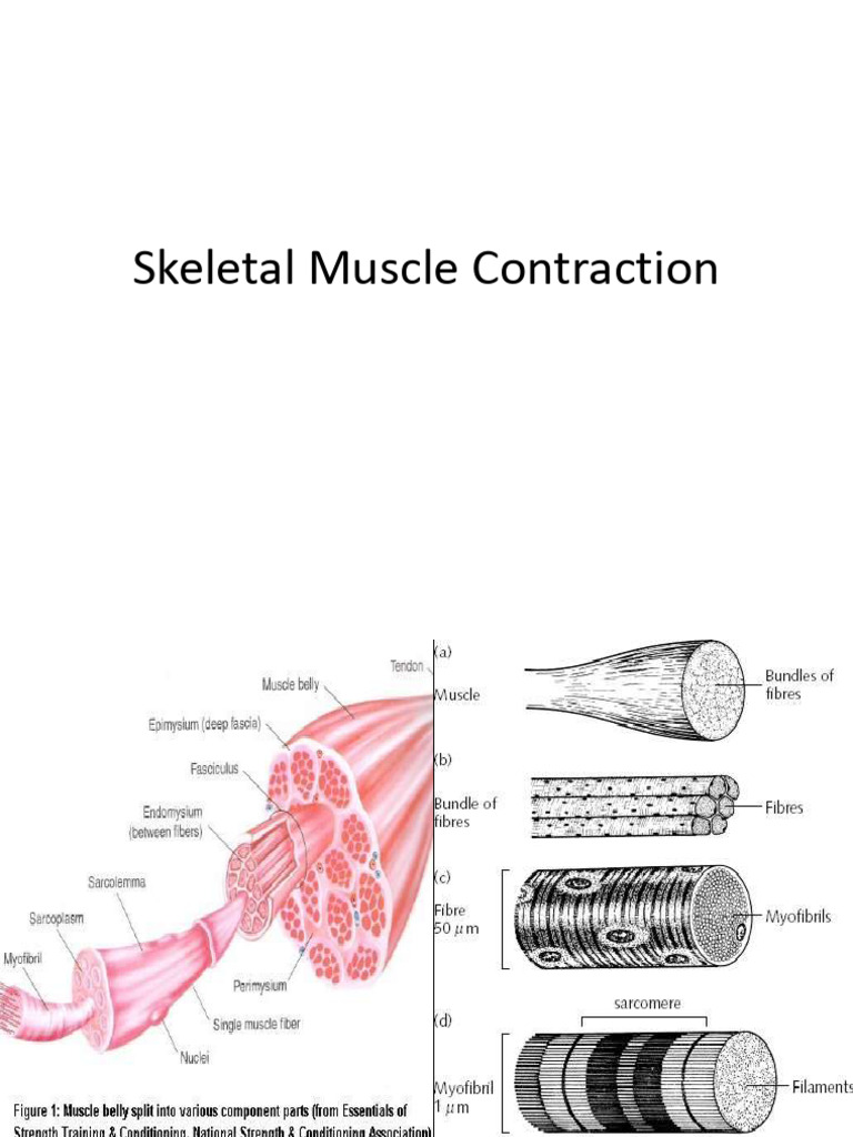 Skeletal Muscle Contration SYK | PDF | Muscle Contraction | Skeletal Muscle