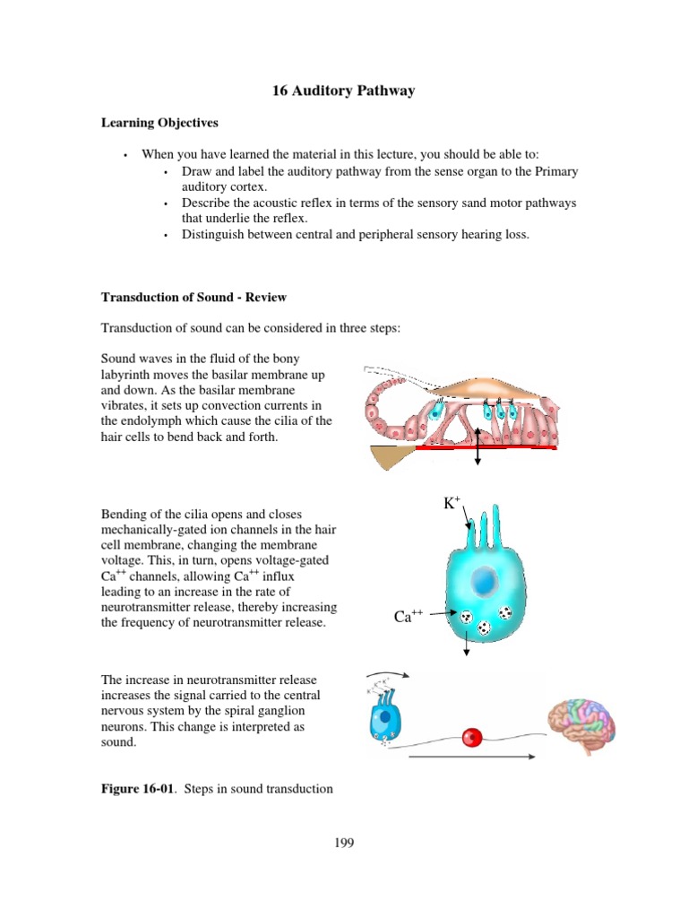 Auditory Pathway Steps