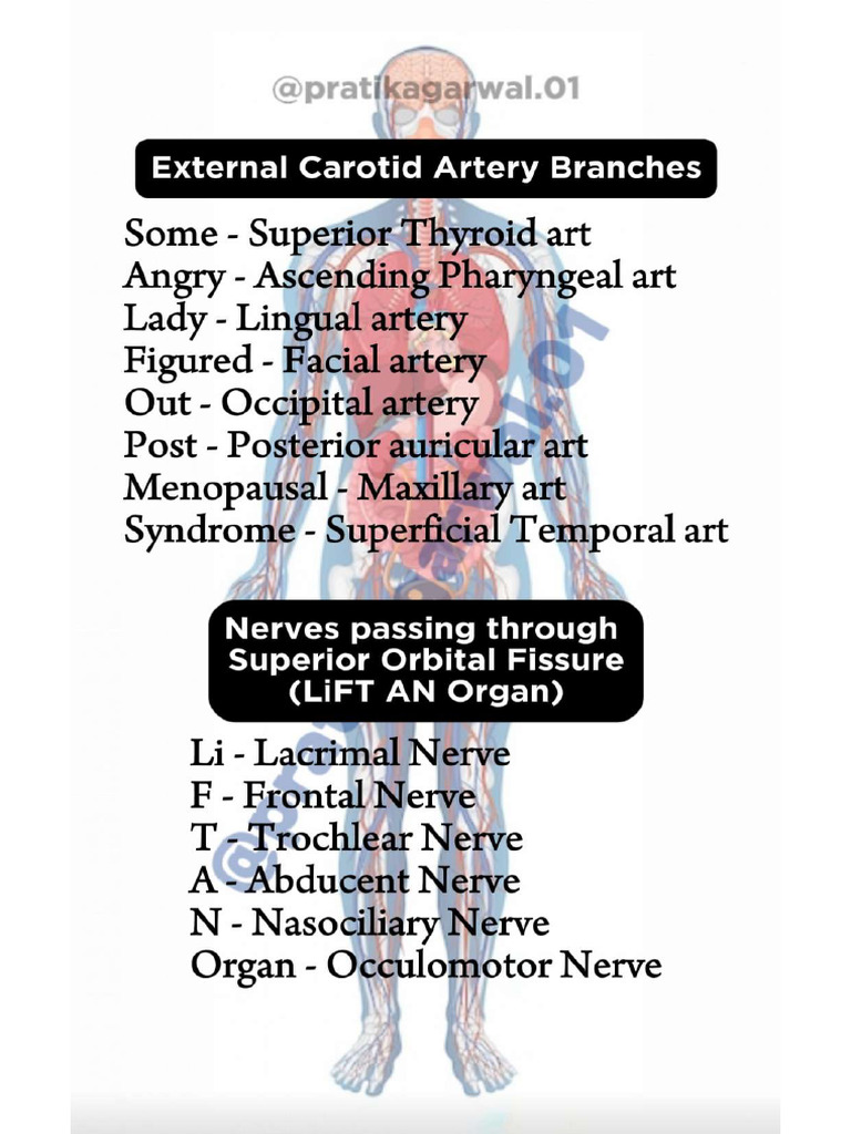 Anatomy Mnemonics 4 | PDF