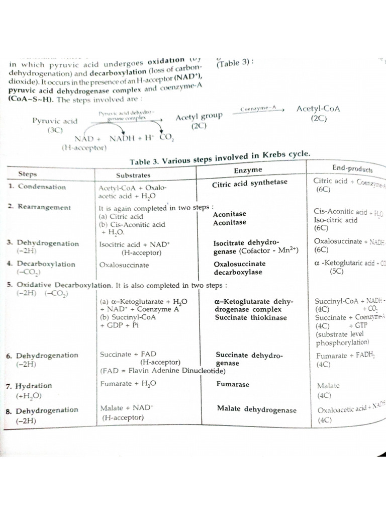 Kreb Cycle | PDF