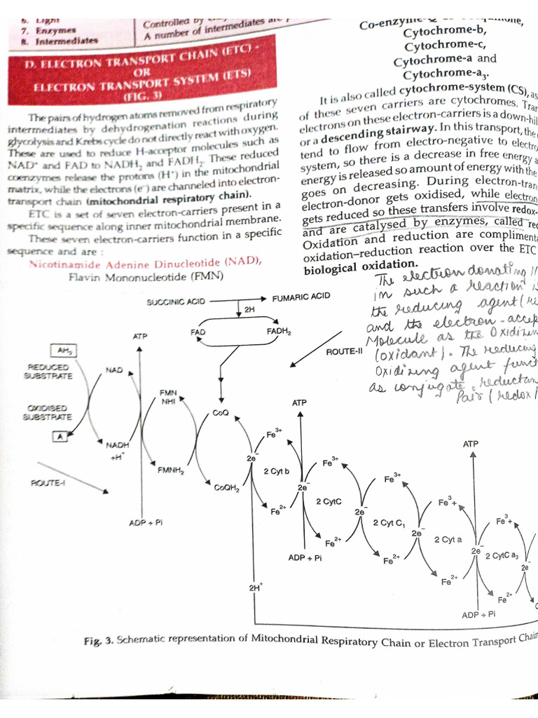 Respiratory Cycle | PDF