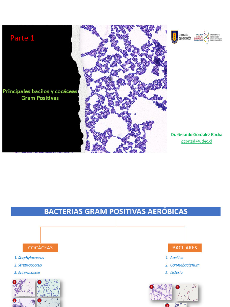 2025 Bacterias+Gram+%5B%2B%5D+Parte+1+TECMED | PDF | Staphylococcus ...