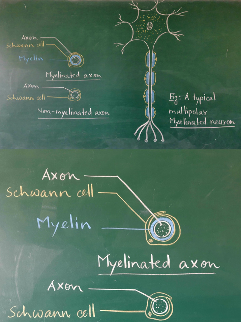 Myelinated Neuron | PDF