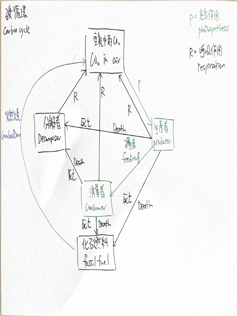 C Cycle | PDF