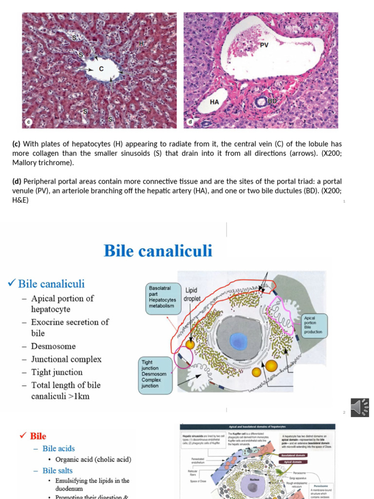 Histology of Accessory Gland.4 | PDF