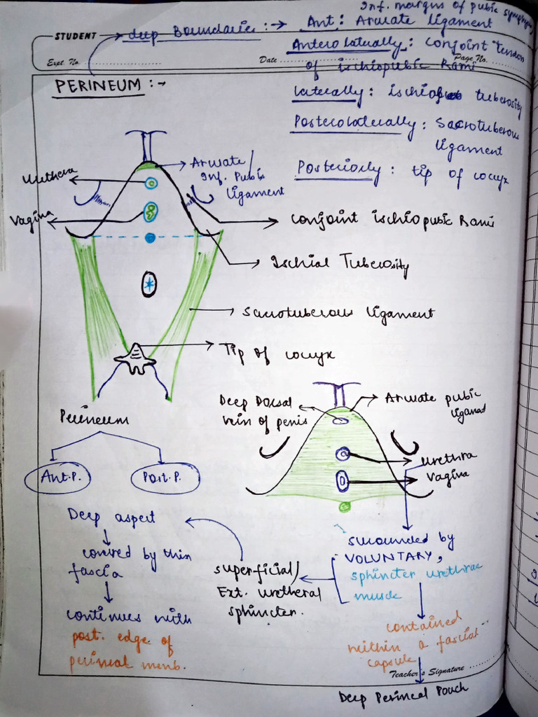 Perineum, Urinary Bladder, Kidney, Genital Organ, Prostatic Urethera ...