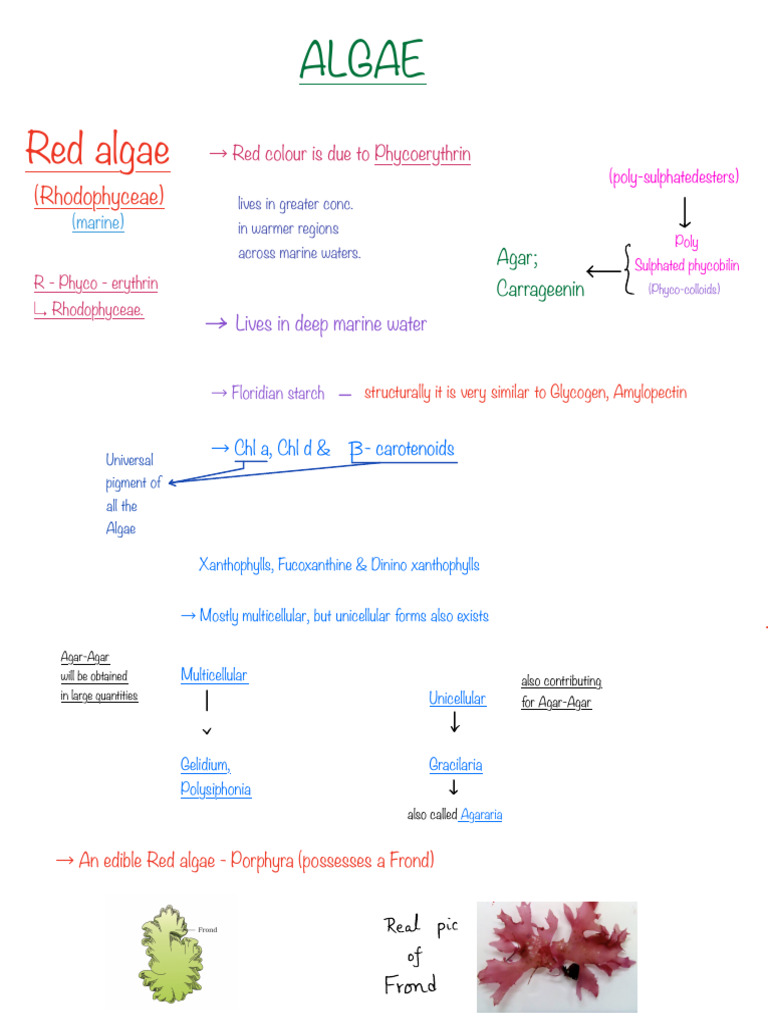 Plant Kingdom - Algae Thallophyta | PDF | Algae | Eukaryotes
