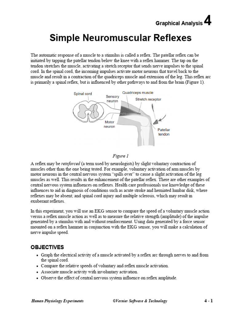 Neuromuscular Reflex Experiment Guide | PDF | Nervous System | Skeletal ...