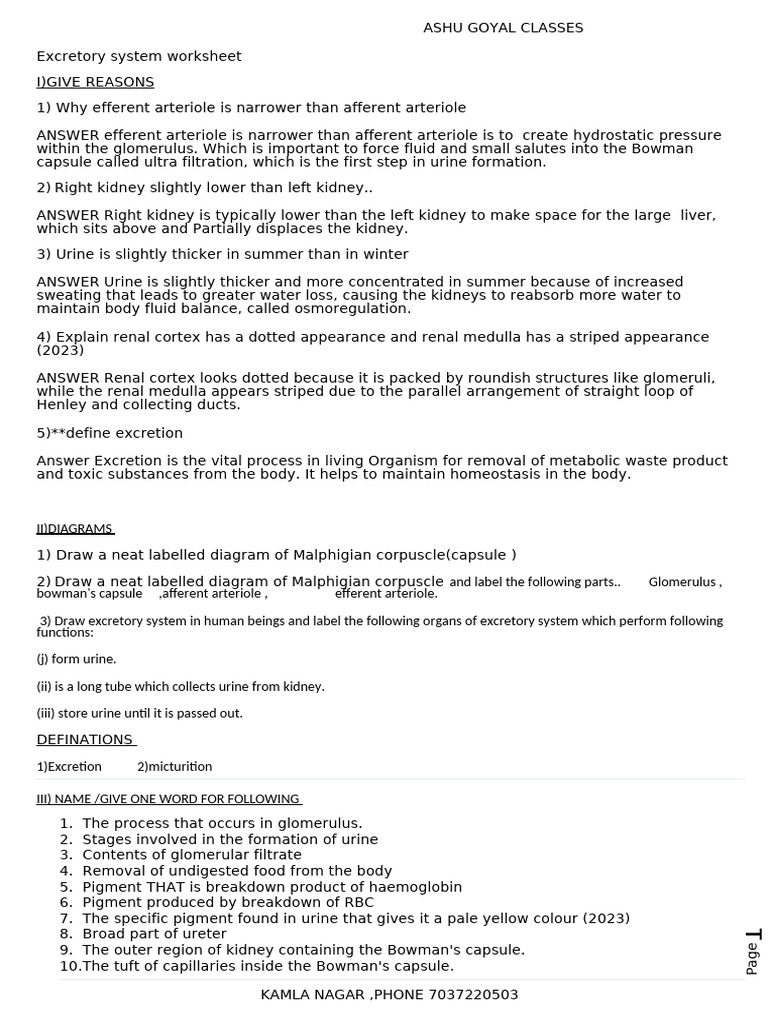 Excretory System Worksheet for Students | PDF | Kidney | Urinary System