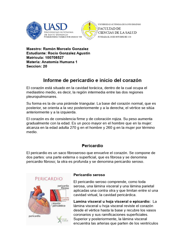 Pleura, Pulmones y Bronquios | PDF | Corazón | Tórax (anatomía humana)