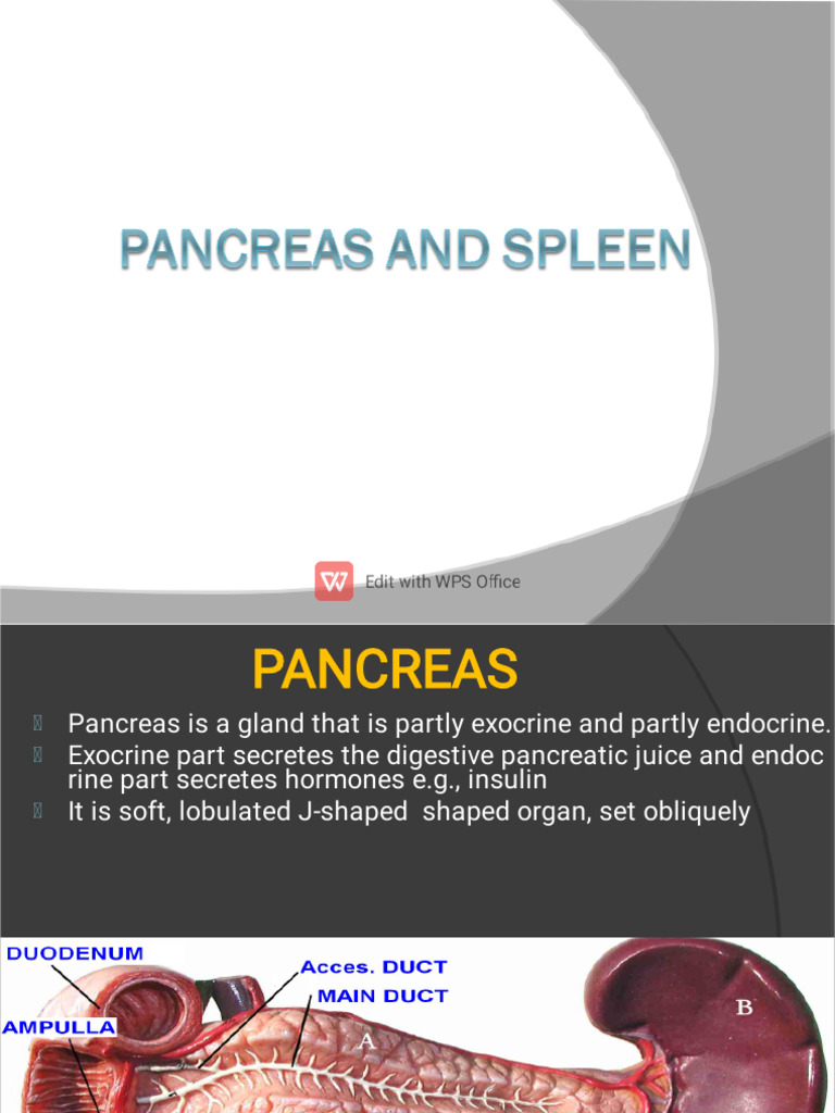 Pancreas and Spleen | PDF | Pancreas | Spleen