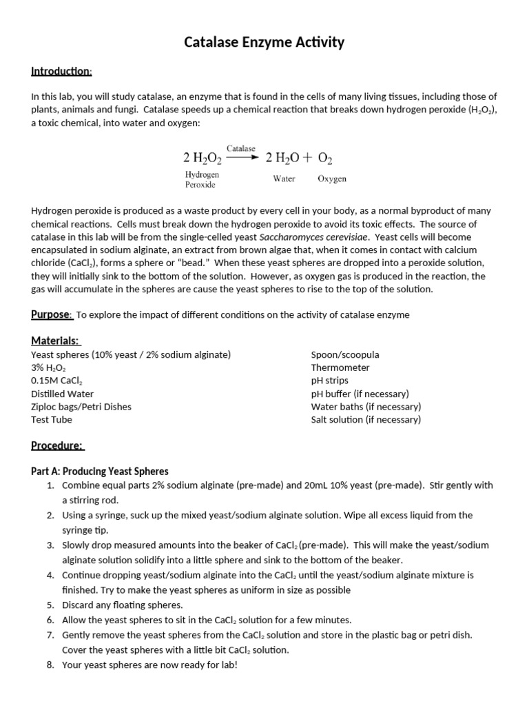 2._Yeast_Ball_Enzyme_Lab_edit | PDF | Catalase | Hydrogen Peroxide
