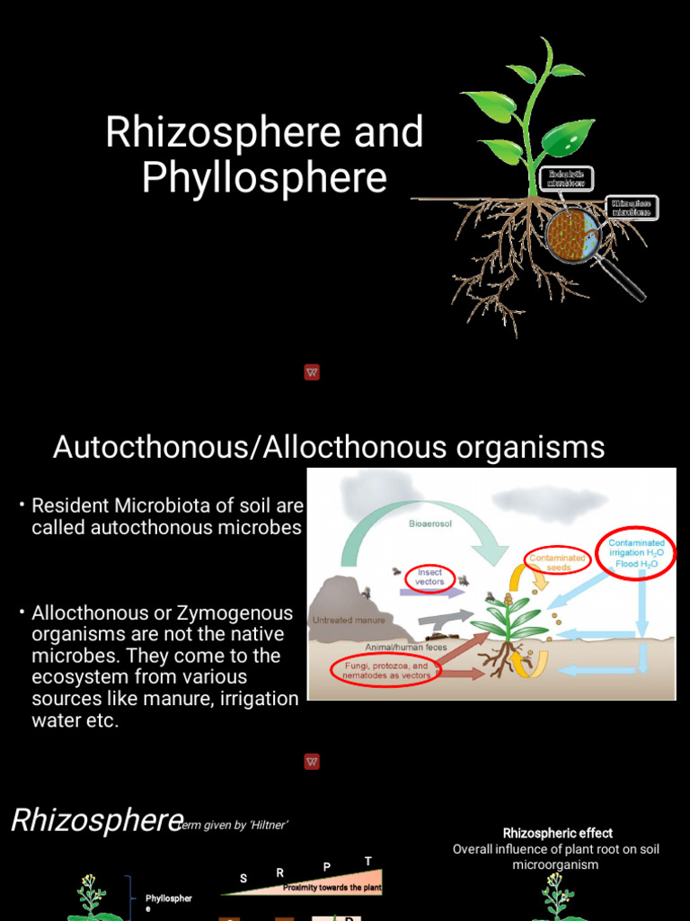 9 Rhizosphere | PDF | Soil | Microorganism