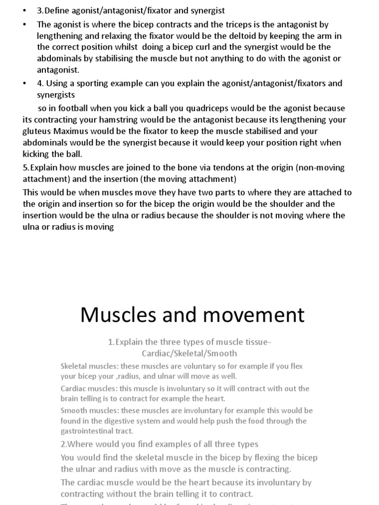 Muscle Roles: Agonists, Antagonists, Fixators | PDF | Muscle | Soft Tissue