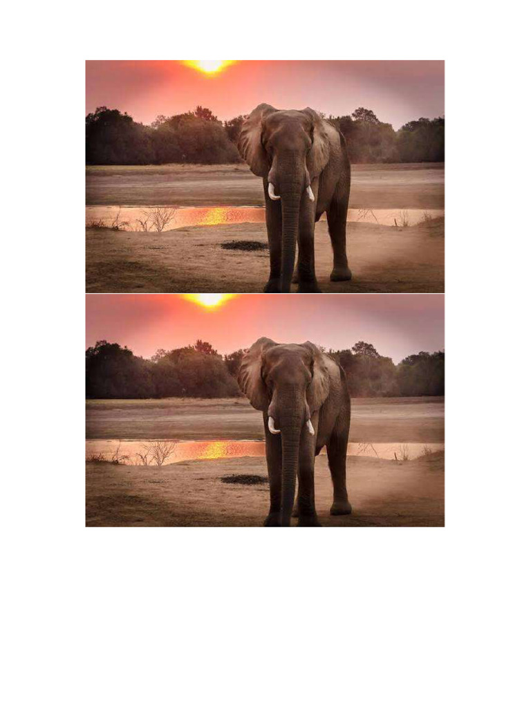 Elephant | PDF