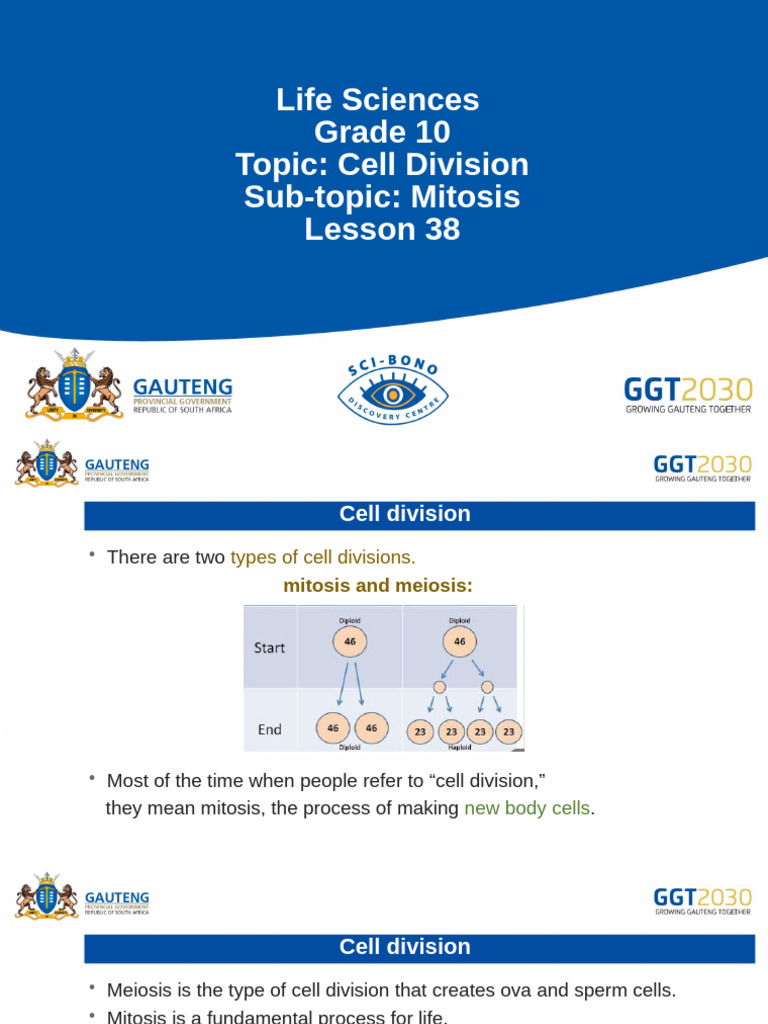 Understanding Mitosis in Cell Division | PDF | Meiosis | Mitosis