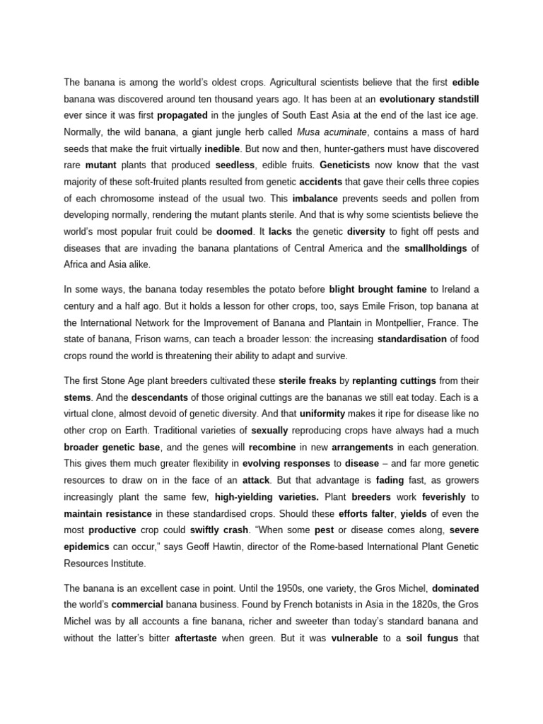 The Banana Is Among The World | PDF | Banana | Plant Breeding