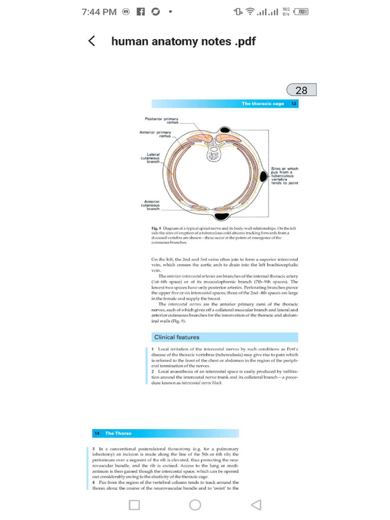 Anatomy Note 3 | PDF