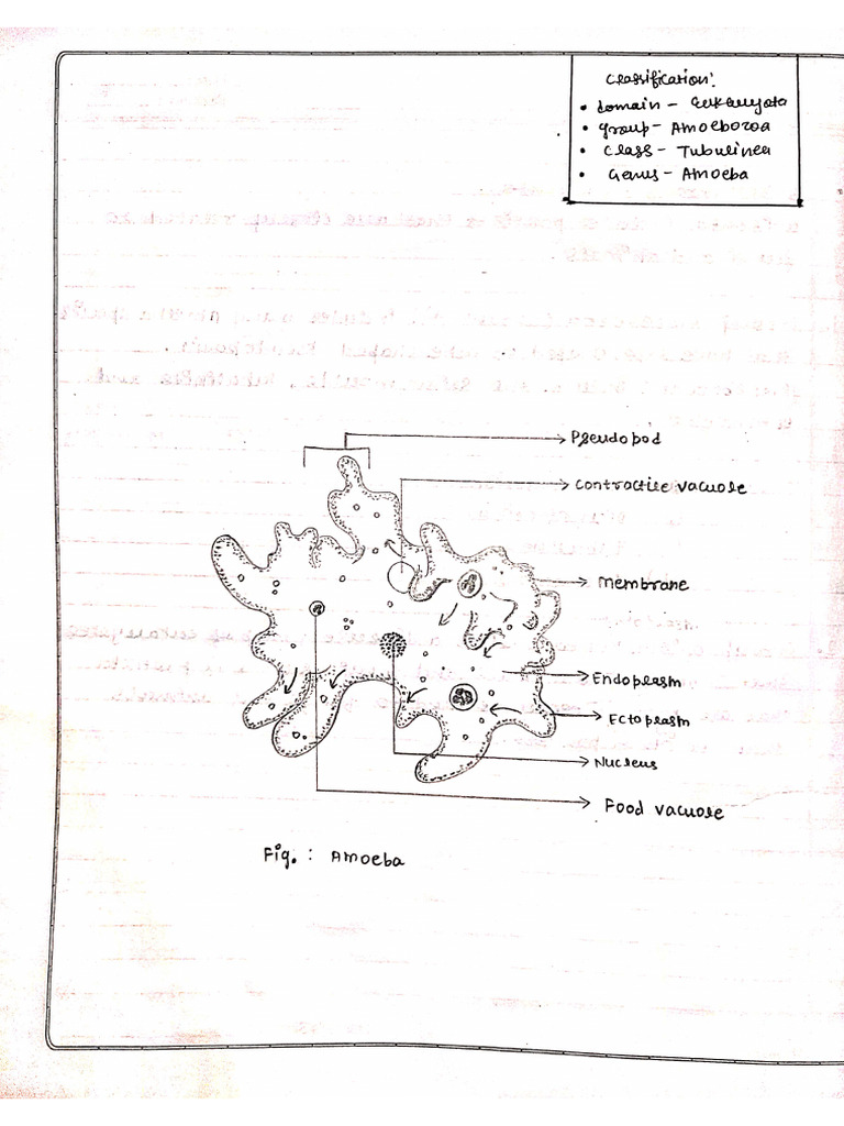 Zoology Practical Diagram | PDF
