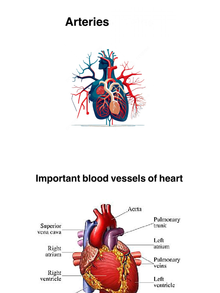 Arteries of Human Body | PDF