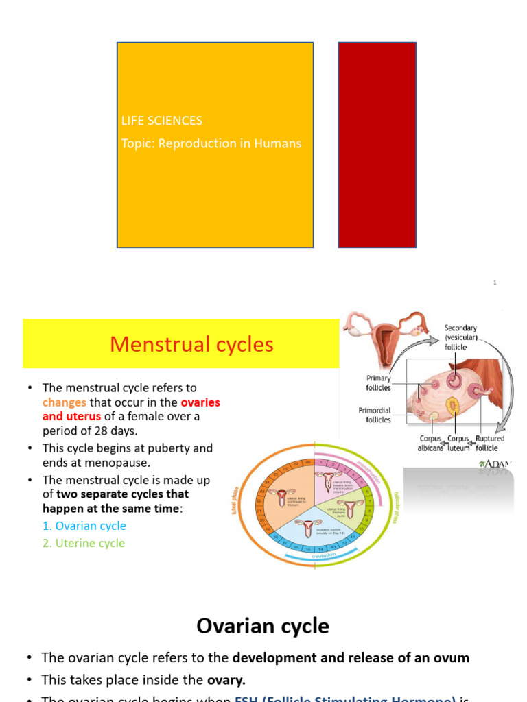 Lesson 4 - Human Reproduction (Mentrual Cycle) | PDF | Menstrual Cycle ...