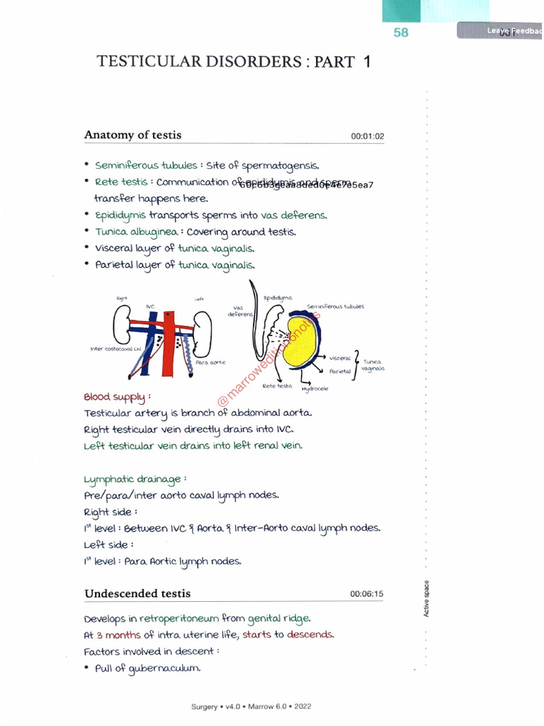 Testicular Disorders | PDF
