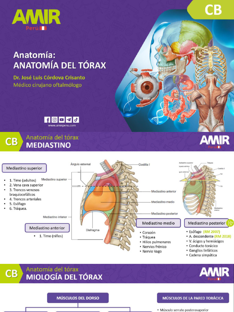 Anatomia 2 | PDF