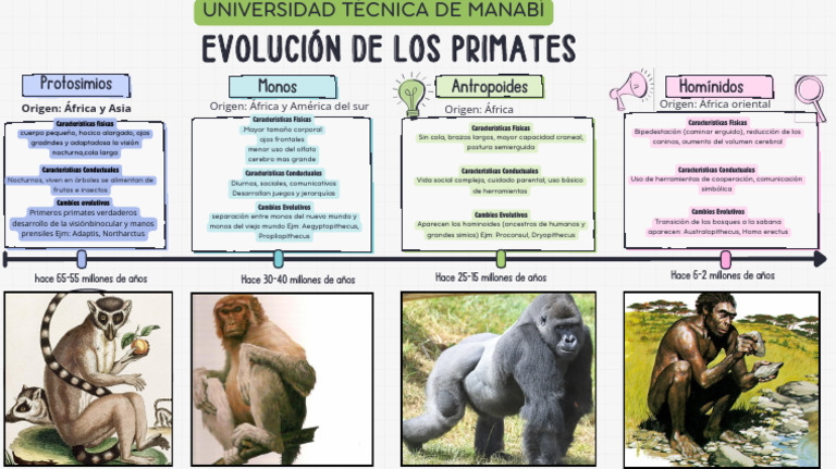 EVOLUCION DE LOS PRIMATES | PDF | Mono | Mono