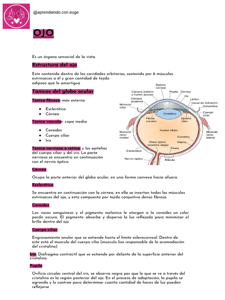 OJO Histologia. (2) | PDF | Ojo humano | Córnea