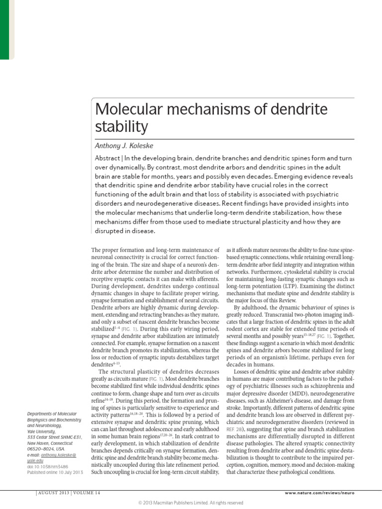 Nature dendrite stability importante neurología | PDF | Synapse | Dendrite