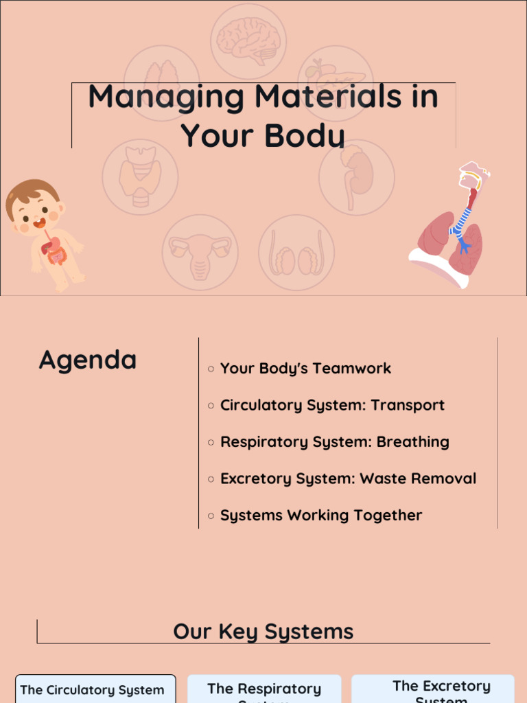 Body Systems: Circulatory, Respiratory, Excretory | PDF | Lung | Human Body