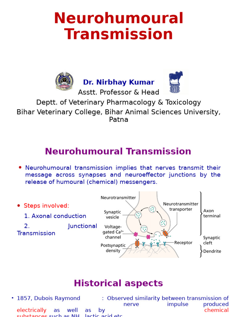 Neurohumoral Transmission | PDF | Depolarization | Excitatory ...