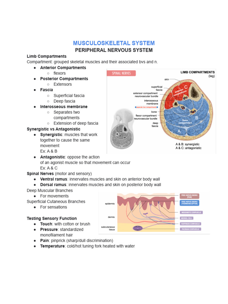 Musculoskeletal and Nervous System Overview | PDF | Knee | Human Leg