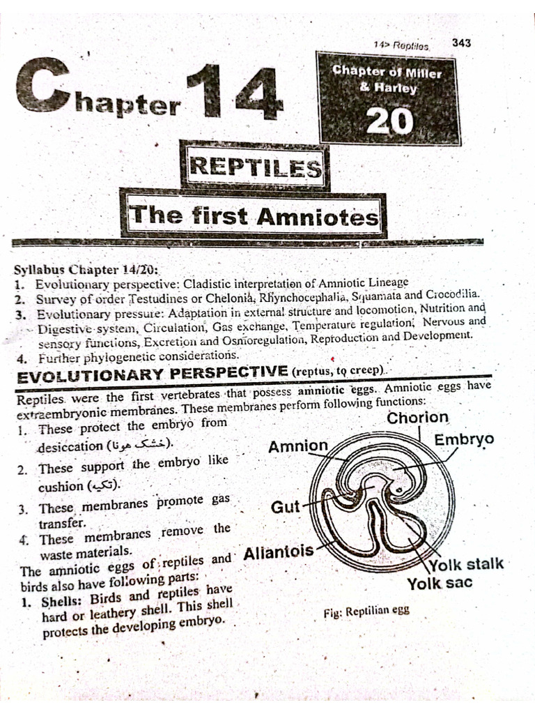 Reptiles | PDF
