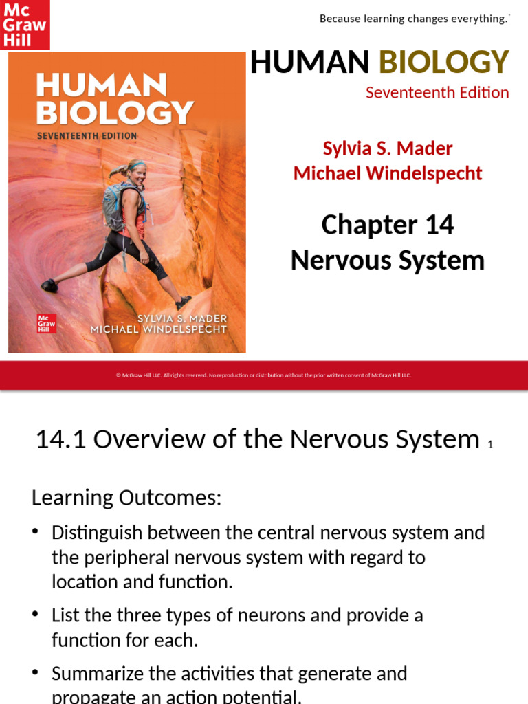 Overview of the Nervous System | PDF | Neurotransmitter | Action Potential