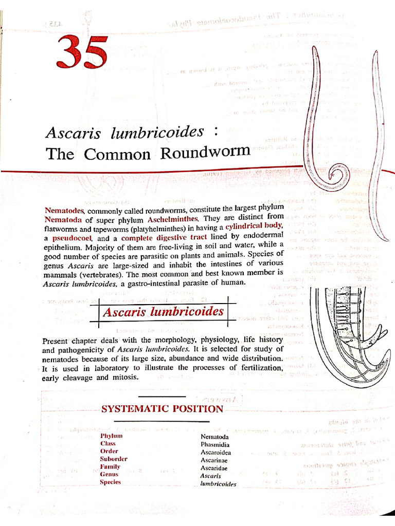 Type Study Ascaris | PDF