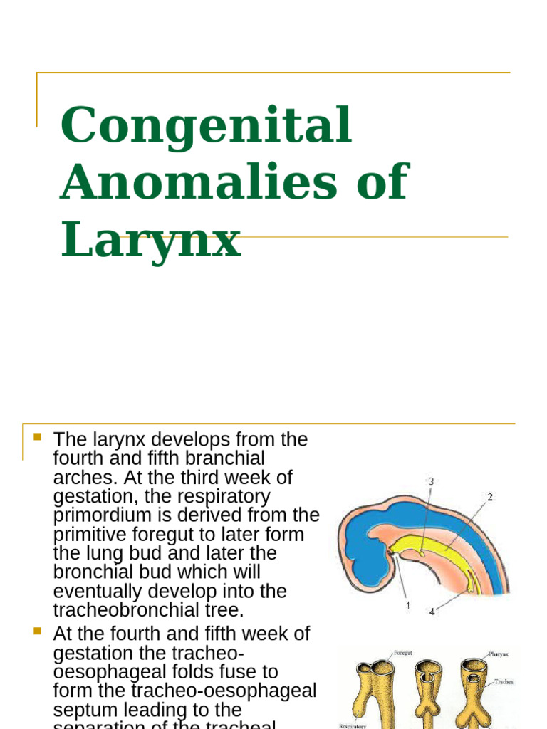 Congenital Laryngeal Anomalies Overview | PDF | Larynx | Respiratory System