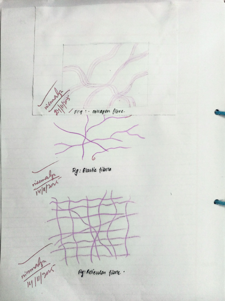 Connective Tissue , Cartilage ,Bone , Muscle | PDF