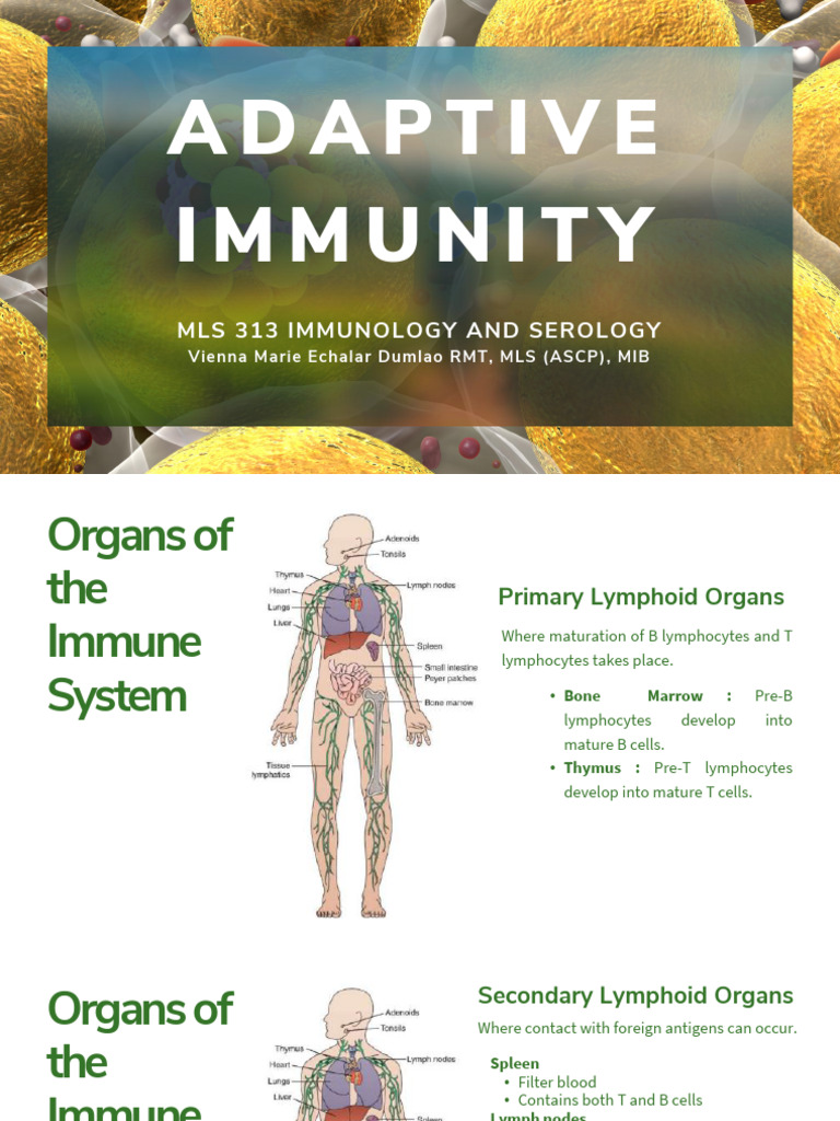 Lec+5+Adaptive+Immunity | PDF | Lymphocyte | T Cell