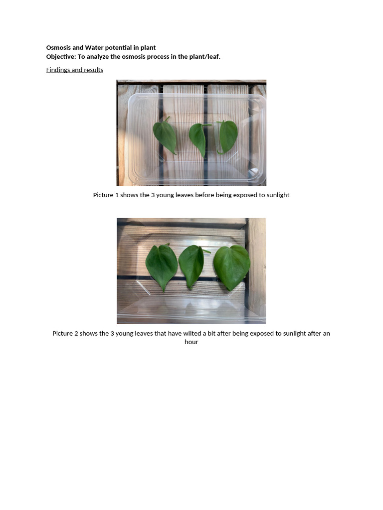 Practical 1 Osmosis and water potential in leaf | PDF | Osmosis | Biology
