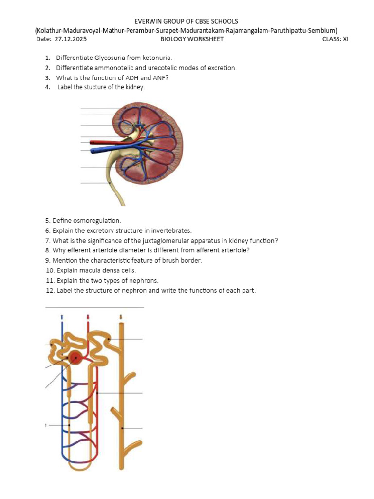 Xi Bio Worksheet 27.12.2025 | PDF