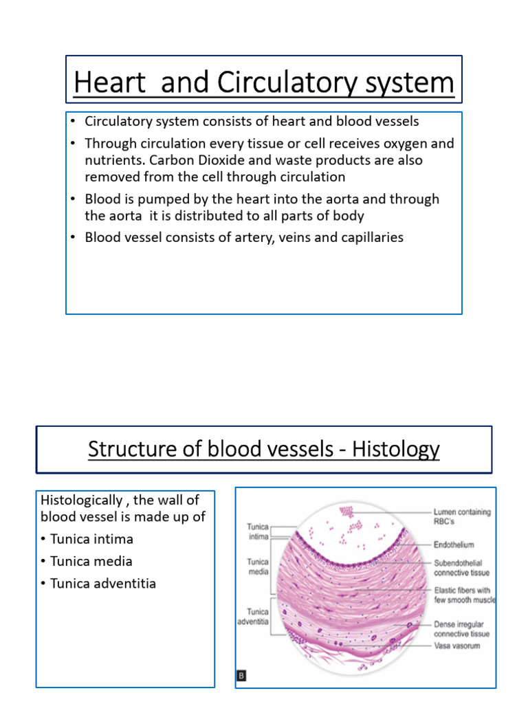 Heart and Circulatory System Overview | PDF | Heart Valve | Atrium (Heart)