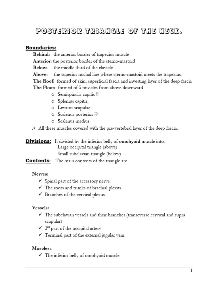 Anatomy of the Neck's Posterior Triangle | PDF | Neck | Common Carotid ...