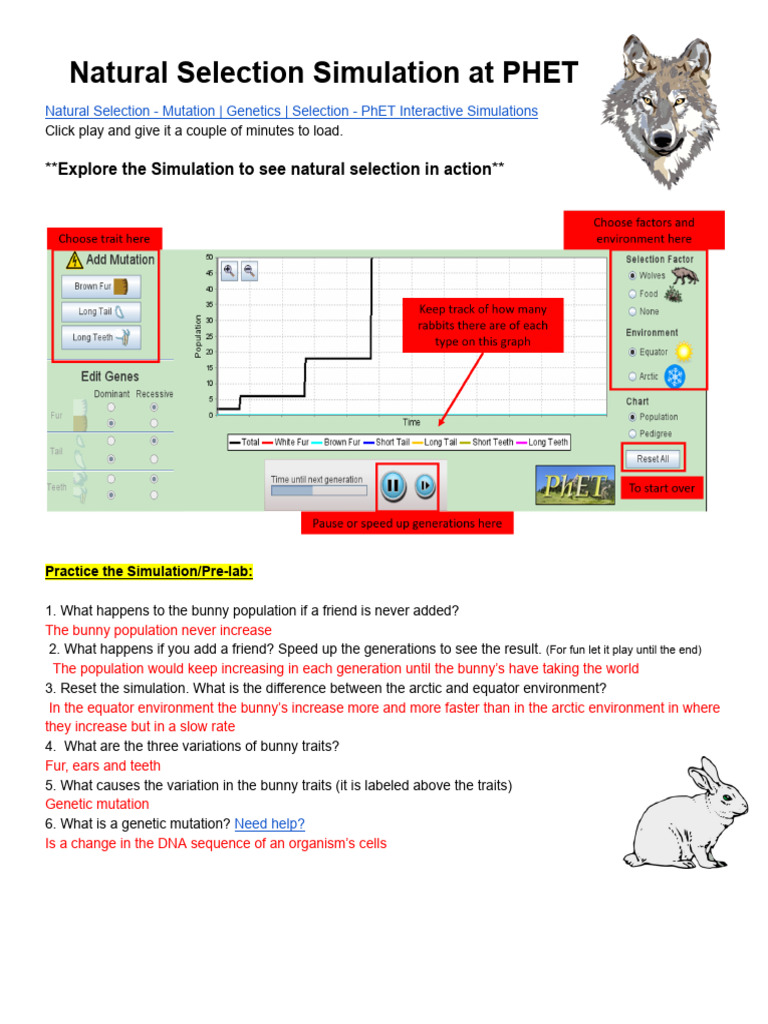 Natural Selection Simulation Insights | PDF | Phenotype | Natural Selection